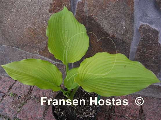 Hosta Coast to Coast - Fransen Hostas