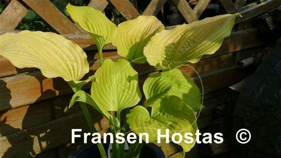 Hosta Coast to Coast - Fransen Hostas