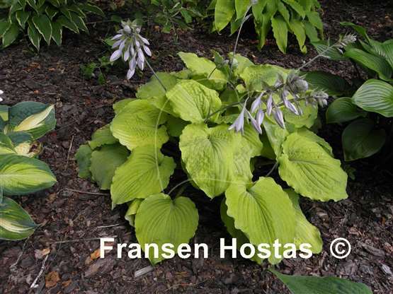 Hosta Cold Heart - Fransen Hostas