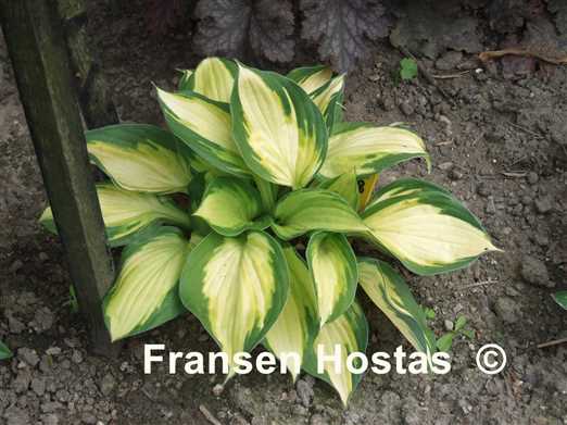 Hosta Color Festival - Fransen Hostas