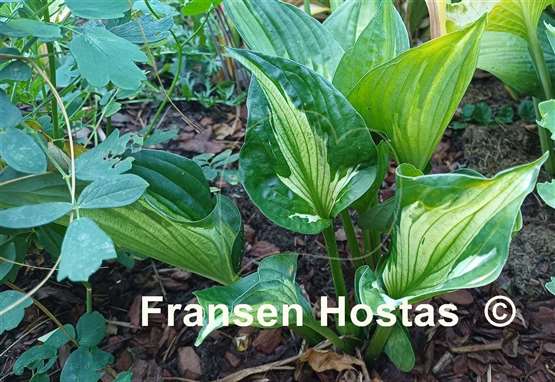 Hosta Colored Hulk - Fransen Hostas