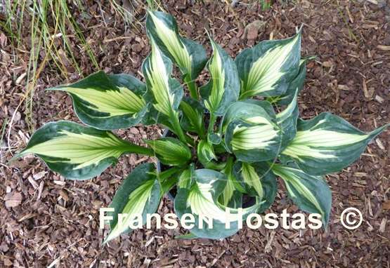 Hosta Colored Hulk - Fransen Hostas