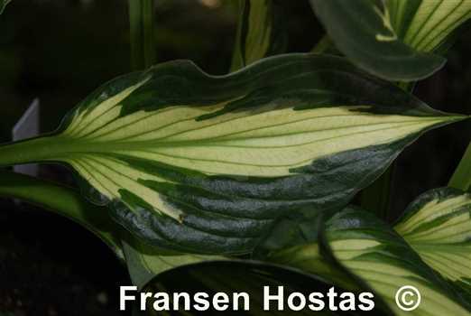 Hosta Colored Hulk - Fransen Hostas
