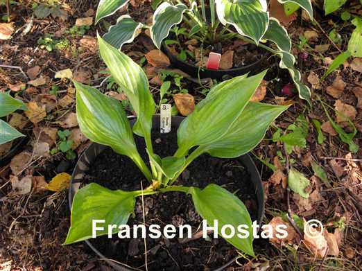 Hosta Colored Hulk - Fransen Hostas