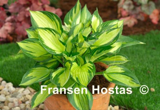 Hosta Colored Hulk - Fransen Hostas