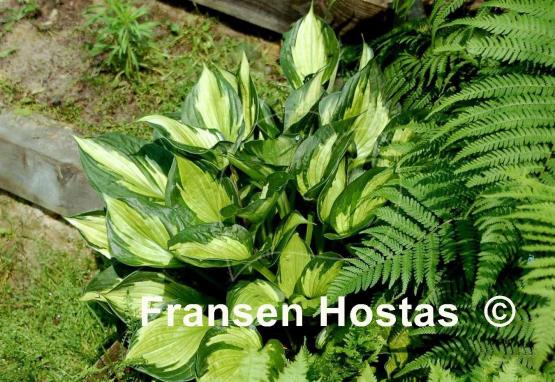 Hosta Colored Hulk - Fransen Hostas