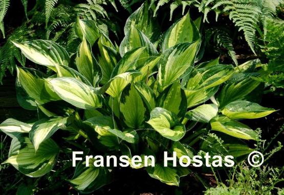 Hosta Colored Hulk - Fransen Hostas