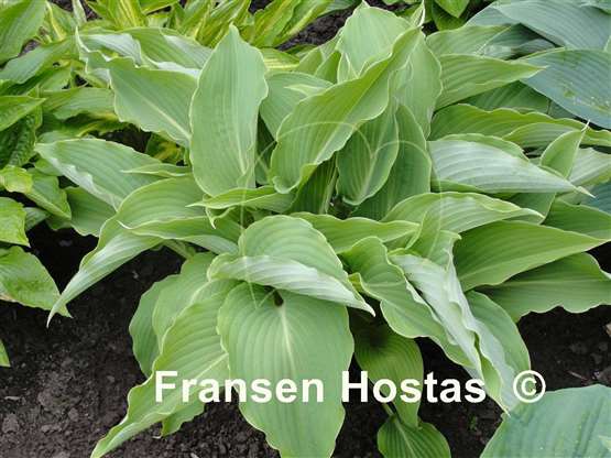 Hosta Cutting Edge - Fransen Hostas