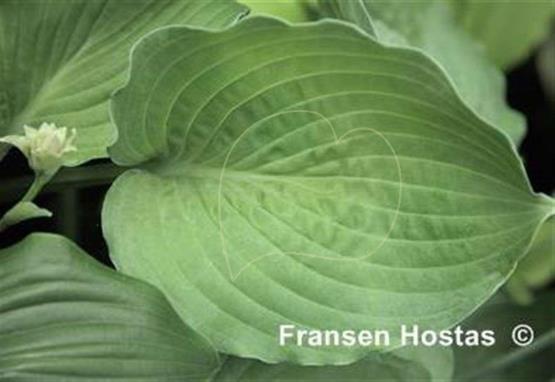 Hosta Crinkle Cup - Fransen Hostas