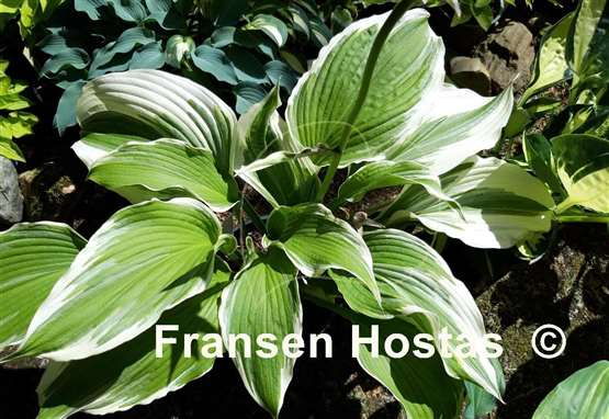 Hosta Dancing Hero - Fransen Hostas