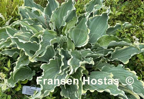 Hosta Dancing in the Moonlight - Fransen Hostas