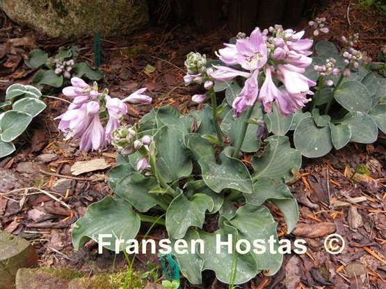 Hosta Dancing Mouse - Fransen Hostas