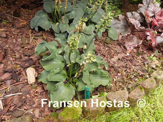 Hosta Dancing Mouse - Fransen Hostas