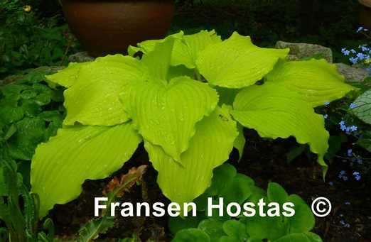 Hosta Dancing Queen - Fransen Hostas