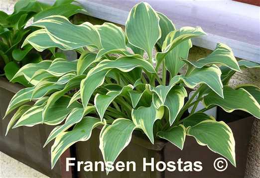 Hosta Dark Star - Fransen Hostas