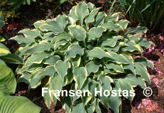 Hosta Dark Star - Fransen Hostas