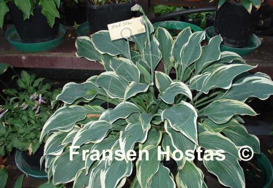 Hosta Dark Star - Fransen Hostas