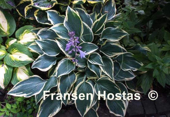 Hosta Dark Star - Fransen Hostas