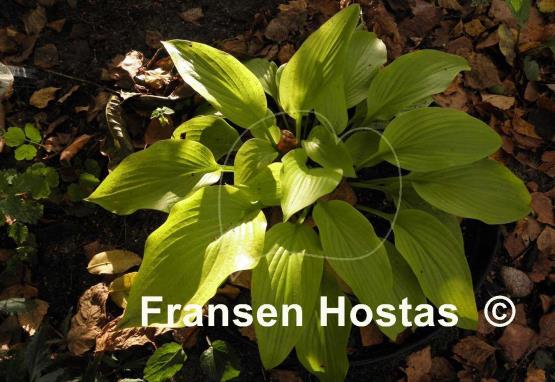 Hosta Daybreak - Fransen Hostas