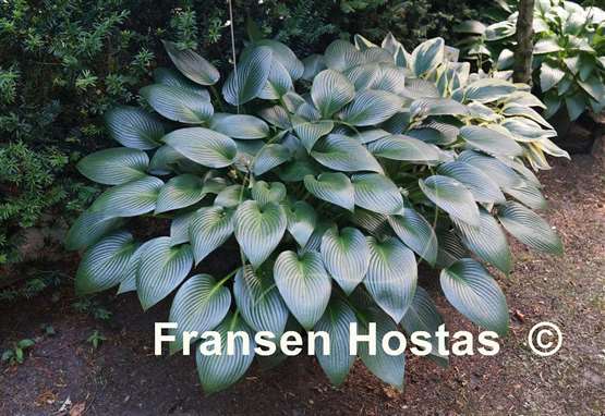 Hosta Devon Green - Fransen Hostas