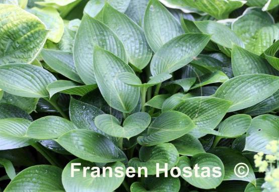 Hosta Devon Green - Fransen Hostas