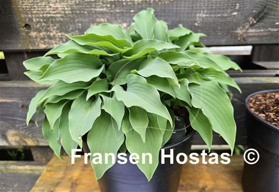 Hosta Dilithium Crystal - Fransen Hostas