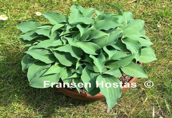 Hosta Dilithium Crystal - Fransen Hostas