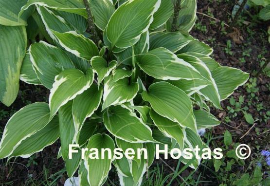 Hosta Dragon Warrior - Fransen Hostas