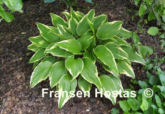 Hosta Dragon Warrior - Fransen Hostas
