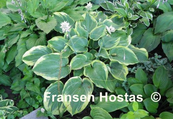 Hosta Earth Angel - Fransen Hostas