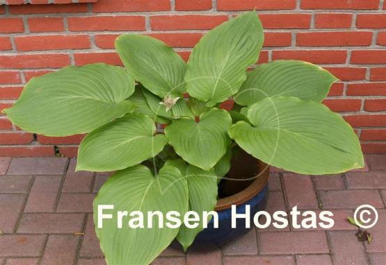 Hosta Elata - Fransen Hostas