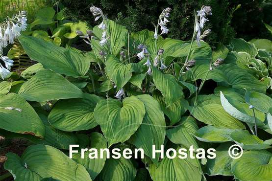 Hosta Elizabeth Campbell - Fransen Hostas