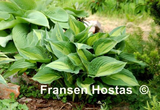 Hosta Elizabeth Campbell - Fransen Hostas