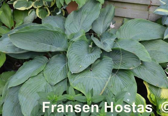 Hosta Empress Wu - Fransen Hostas