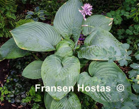Hosta Empress Wu - Fransen Hostas