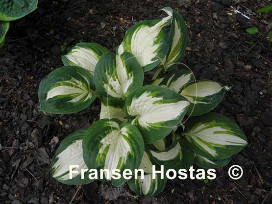 Hosta Enterprise - Fransen Hostas