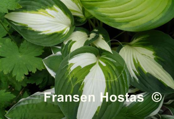 Hosta Enterprise - Fransen Hostas