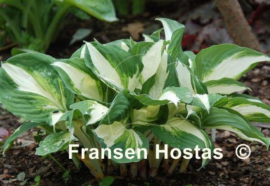 Hosta Enterprise - Fransen Hostas