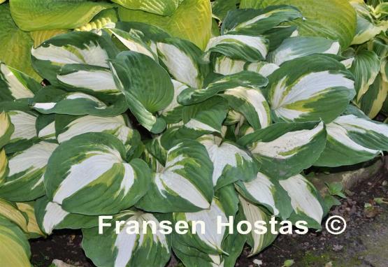 Hosta Enterprise - Fransen Hostas
