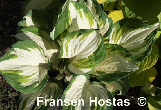 Hosta Enterprise - Fransen Hostas