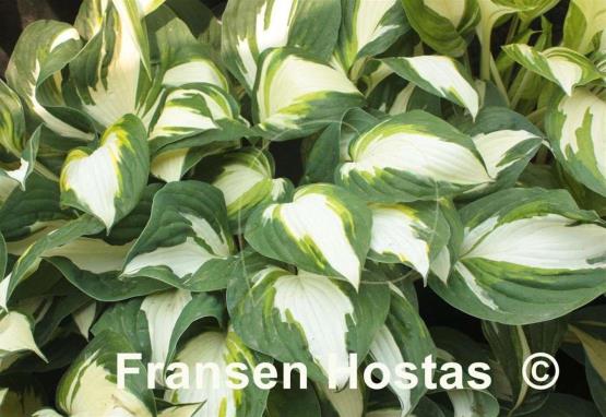 Hosta Enterprise - Fransen Hostas