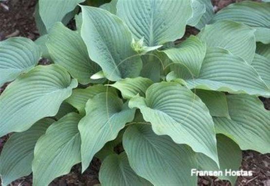 Hosta Elata Hylander - Fransen Hostas