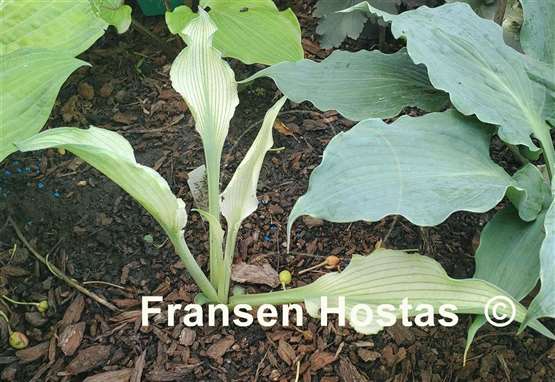 Hosta Fallen Angel - Fransen Hostas