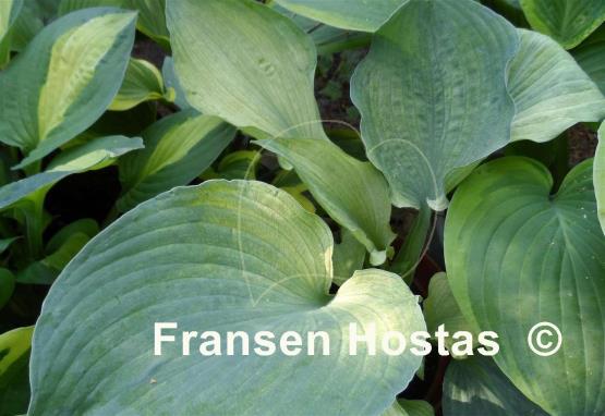 Hosta Fallen Angel - Fransen Hostas