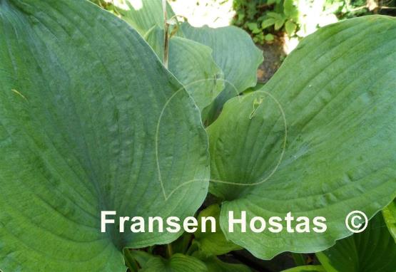 Hosta Fallen Angel - Fransen Hostas