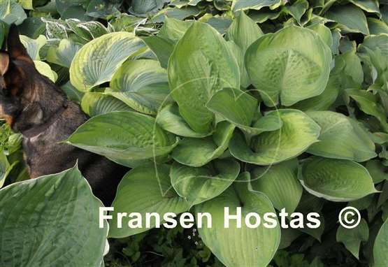 Hosta Final Summation - Fransen Hostas