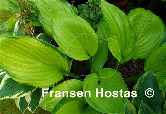 Hosta Final Summation - Fransen Hostas