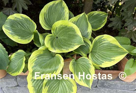 Hosta Final Victory - Fransen Hostas