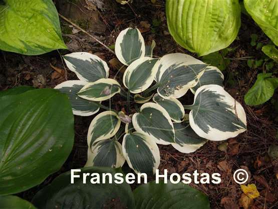 Hosta Firn Line - Fransen Hostas