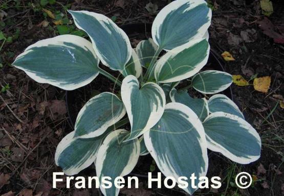 Hosta Firn Line - Fransen Hostas